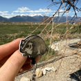 American Badger Badge Reel ID holder: Gift for Nurses, vet techs ...