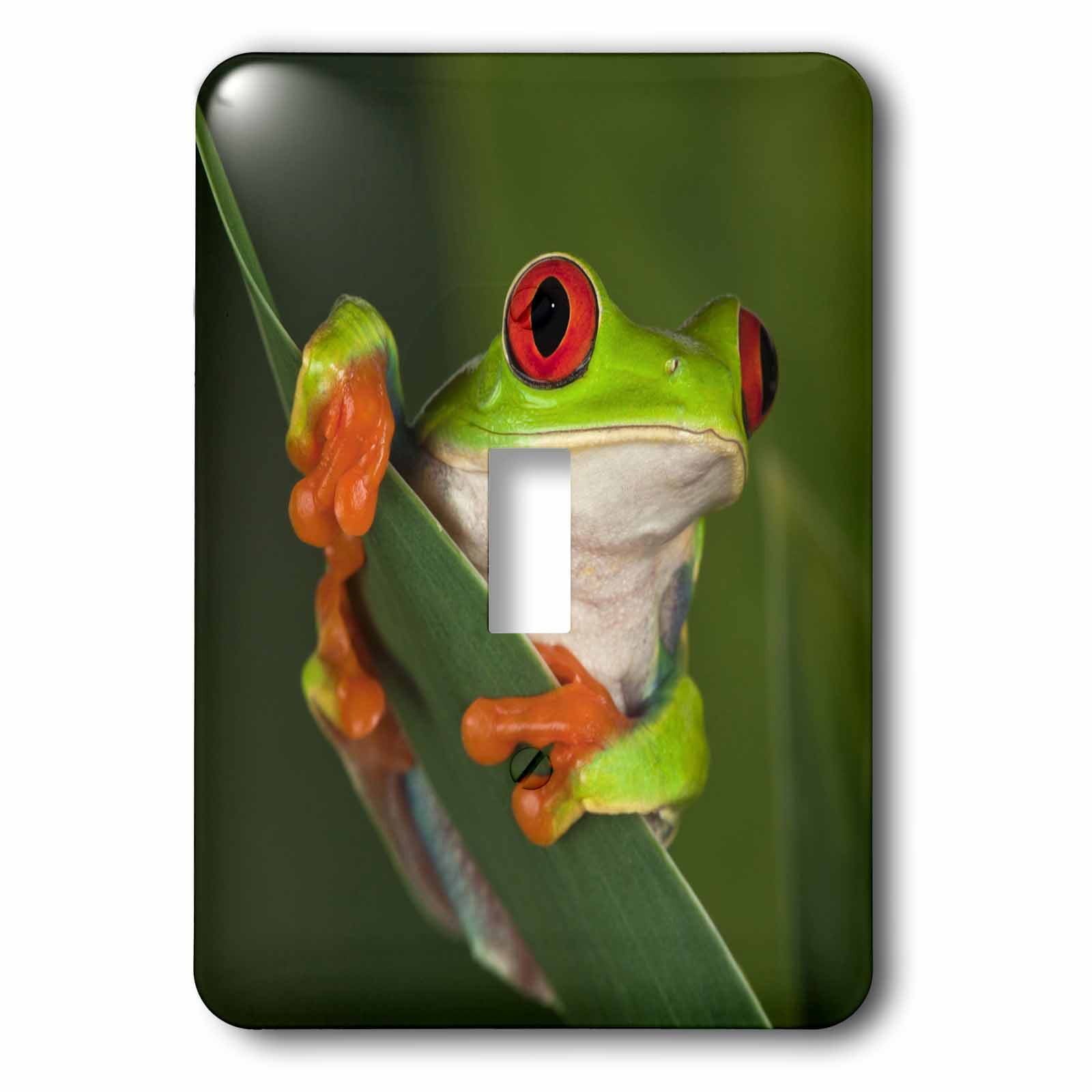 Red-Eyed Tree Frog (Agalychnis callidryas) - NA02 AJE0384 - Adam Jones ...