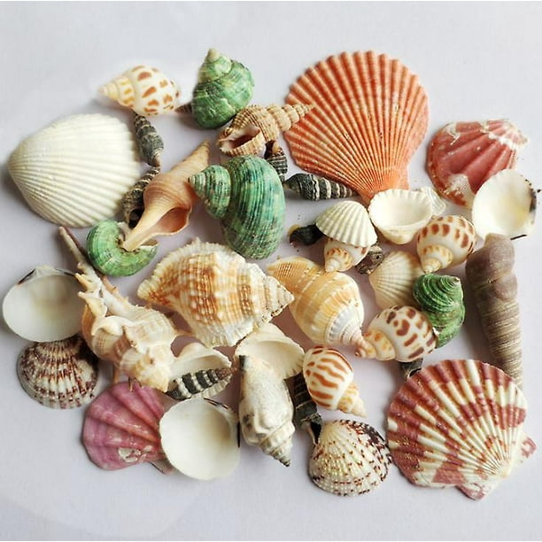 Mixed Shell And Conch Bags, Aquarium Landscaping, Aquarium Decoration ...
