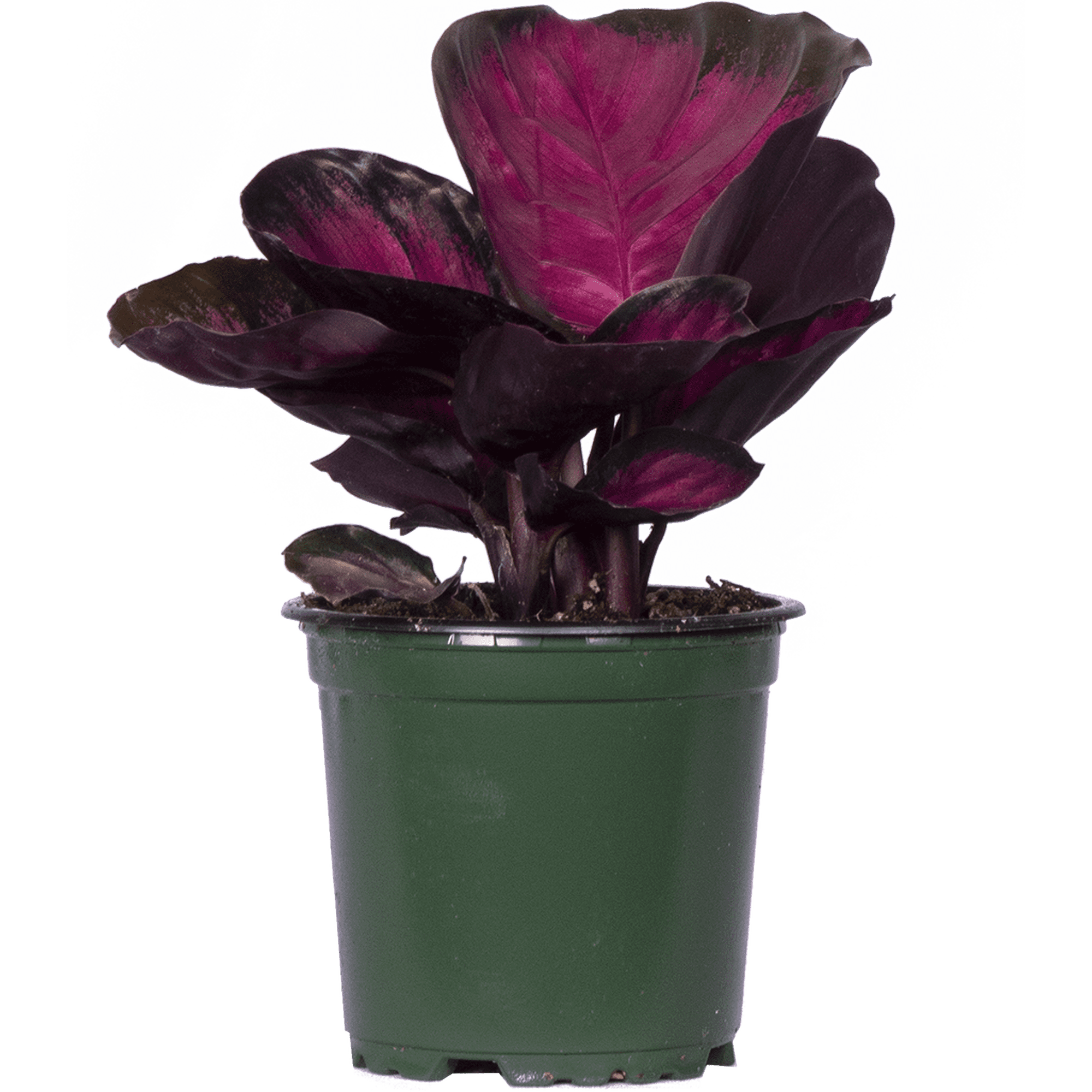 Click here for Plantsome Calathea Roseopicta Rosy (S) Live Plants... prices
