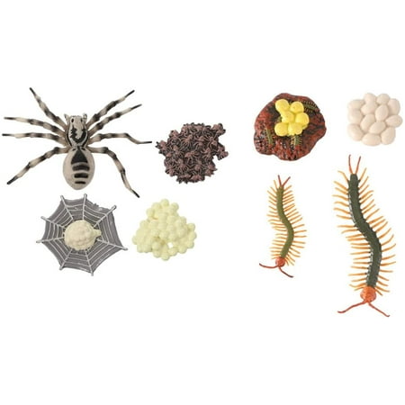 2 Sets Life Cycle of Insect Spider Tarantula Centipede Egg to Animal ...