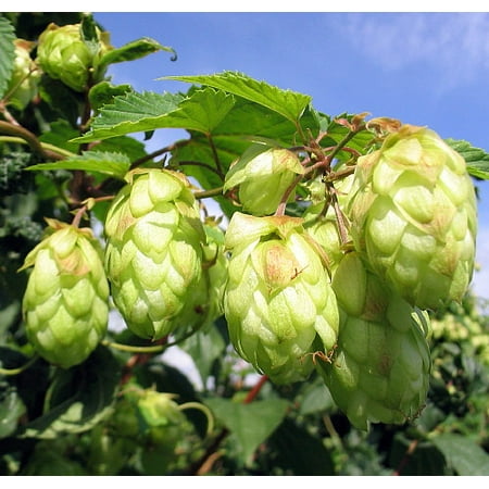 Mount Hood Beer Hops Vine - Humulus - Grow your own Beer! - 4" Pot ...