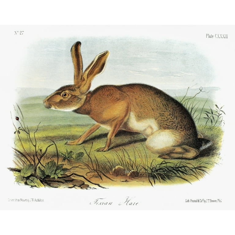 Jack Rabbit Size