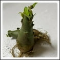Natural Desert Rose — Non-GMO — Easy to cultivate— For Home Landscape ...