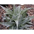 White Fox Aloe Vera - Medicine Plant/Burn Plant/Miracle Plant - 2.5 ...