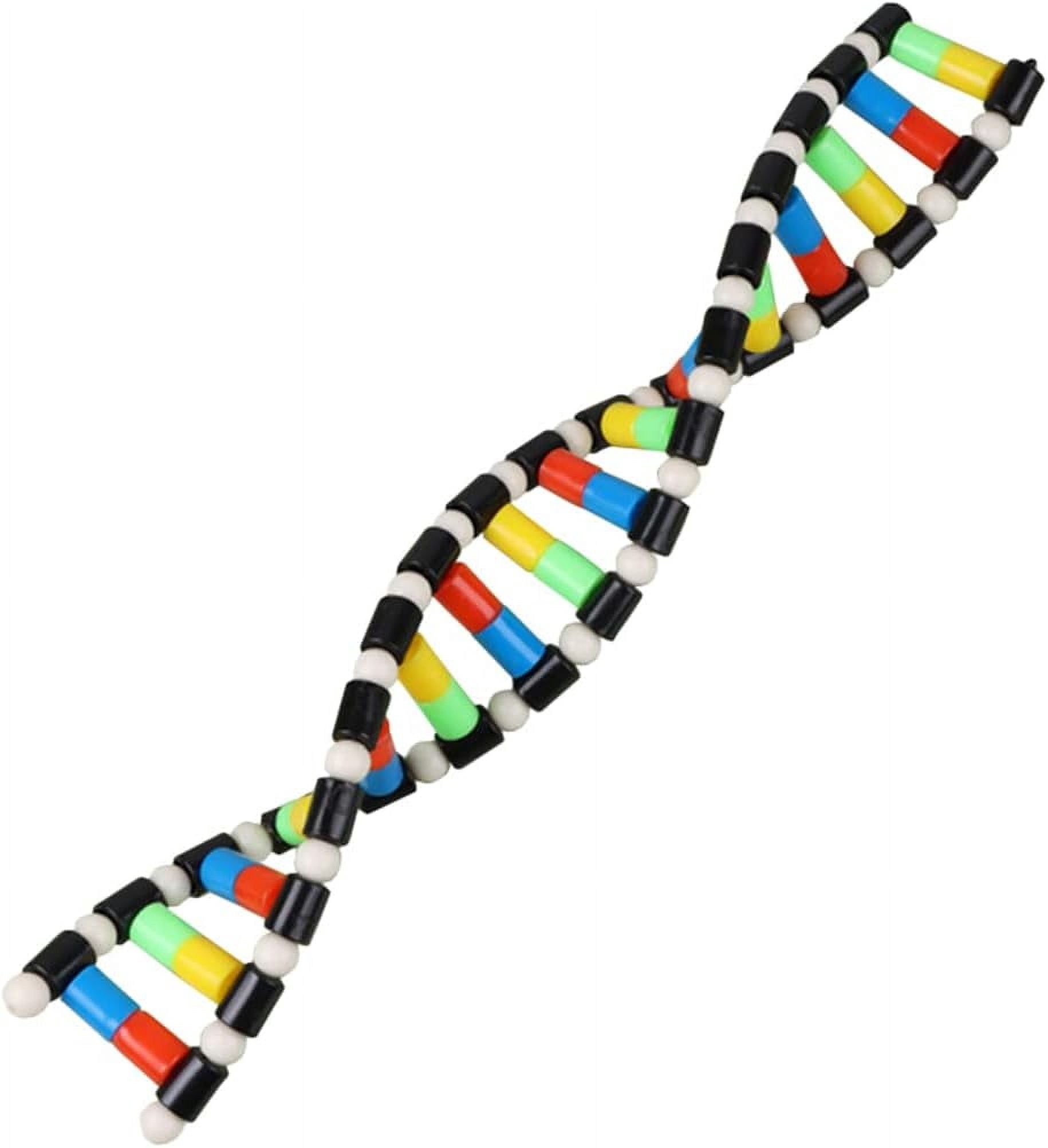 Classroom Science Kit 32 Students Carolina DNA Necklace Kit - Cheek ...