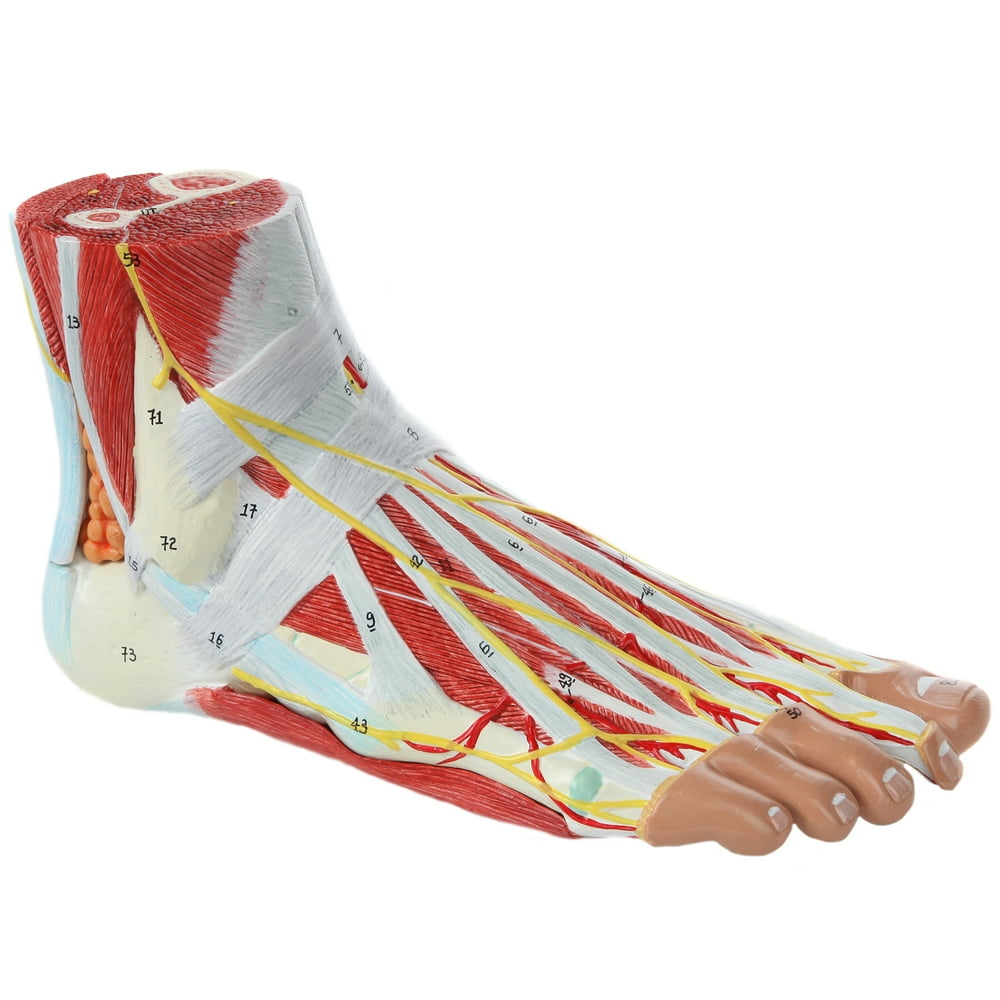 Axis Scientific Anatomy Model of Foot with Muscles, Ligaments, Nerves ...