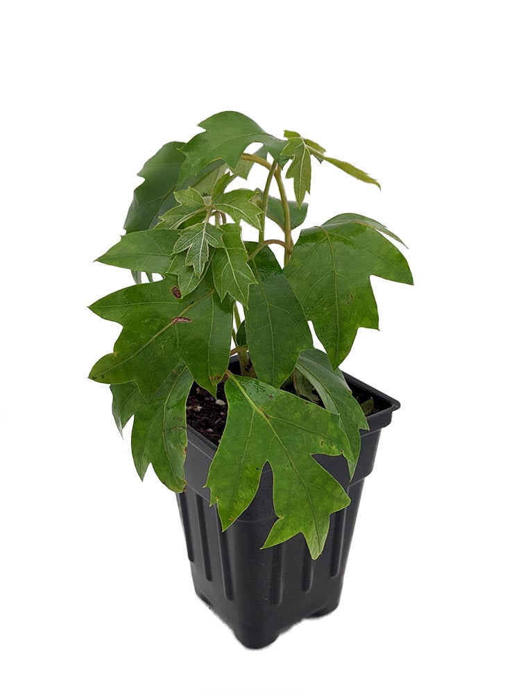 Oak Leaf Grape Ivy Plant - Cissus rhombifolia 'Ellen Danica' - 2.5" Pot ...