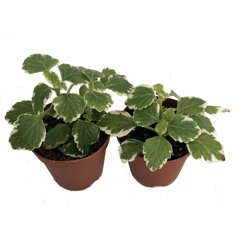 Variegated Swedish Ivy