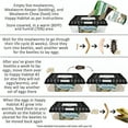 Exotic Nutrition Live Mealworm Breeder Starter Kit - Walmart.com