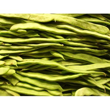 50 Seeds ROMA Italian Long Bush Green Bean Phaseolus Vulgaris Vegetable ...