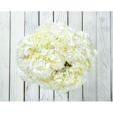 Bloomingmore White Hydrangeas Fresh Cut Flowers, Real Bunch, 40 Stems ...