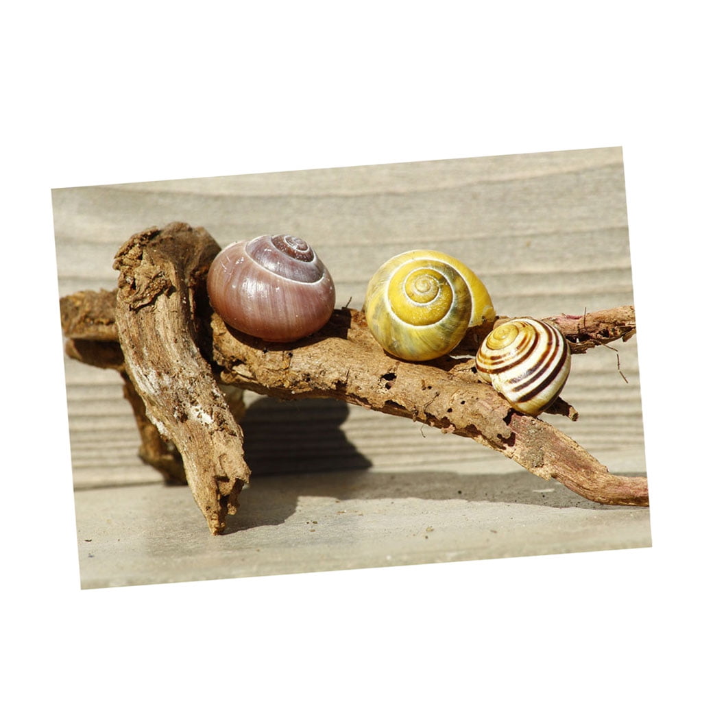 Buy Aquarium Single-sided Adhesive Poster Background Sticker Escargots ...