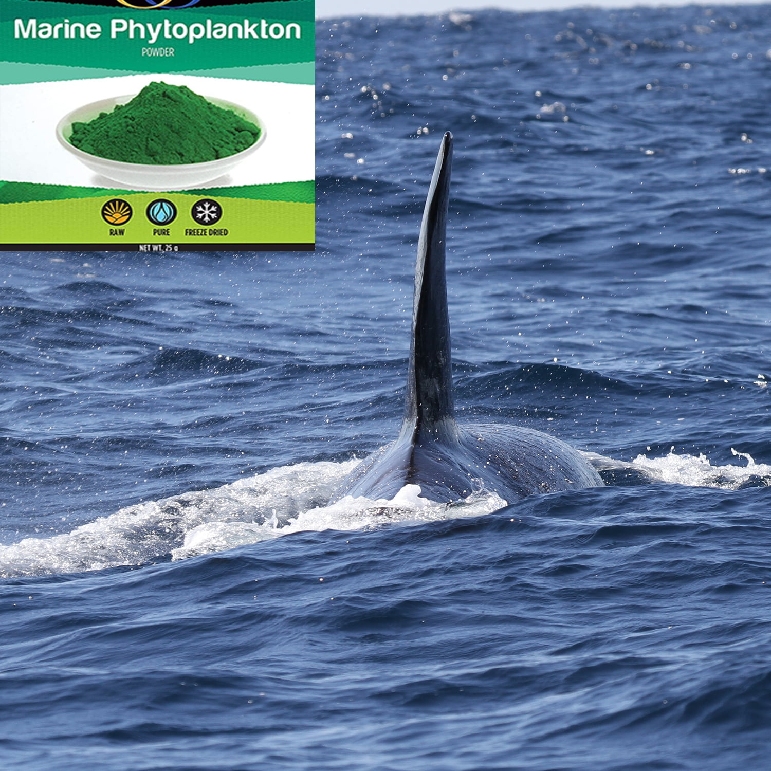 Marine Phytoplankton Powder