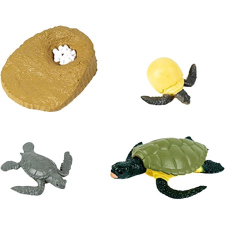 Tortoise Life Cycle Of A Growth Stage Model Educational Plant Growth ...