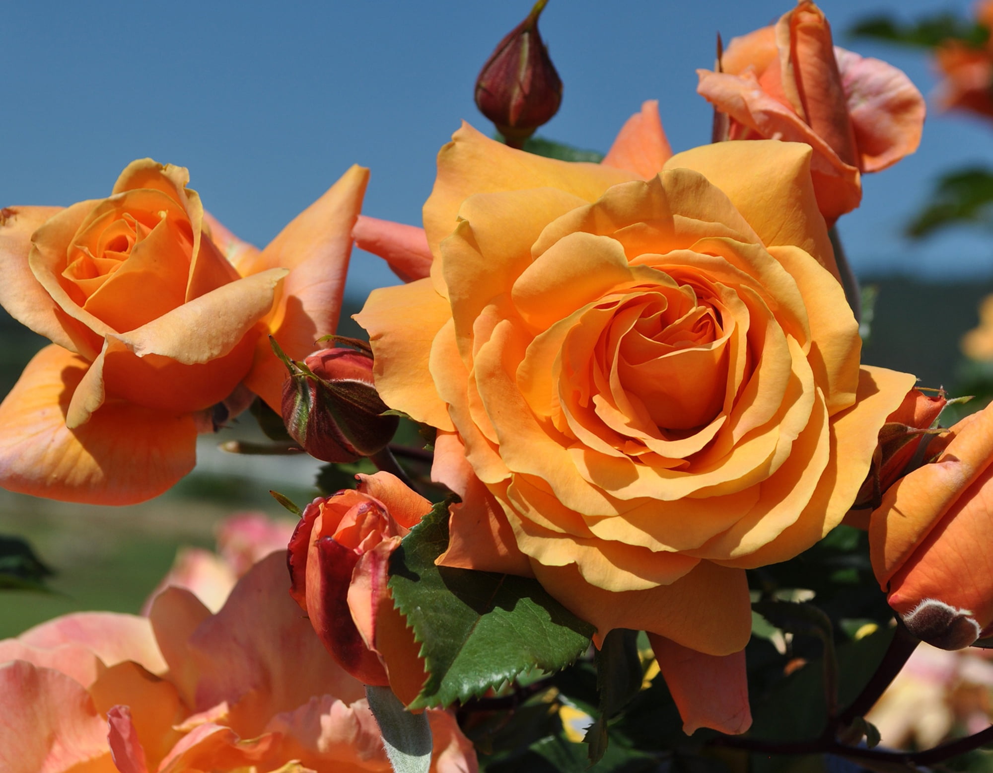 Arborose® Tangerine Skies Climbing Rose Bush - Fragrant - Bare Root ...