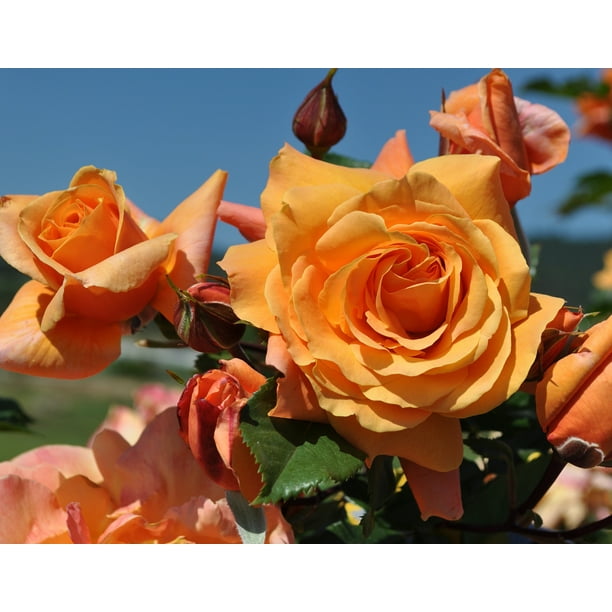 Arborose® Tangerine Skies Climbing Rose Bush - Fragrant - Bare Root ...