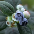Bushel & Berry Blueberry Pink Icing Live Shrub in 2-Gallon Grower Pot ...