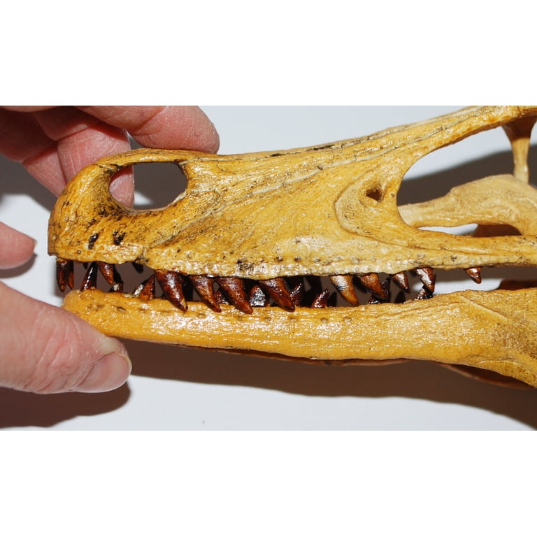 Velociraptor Skull Replica