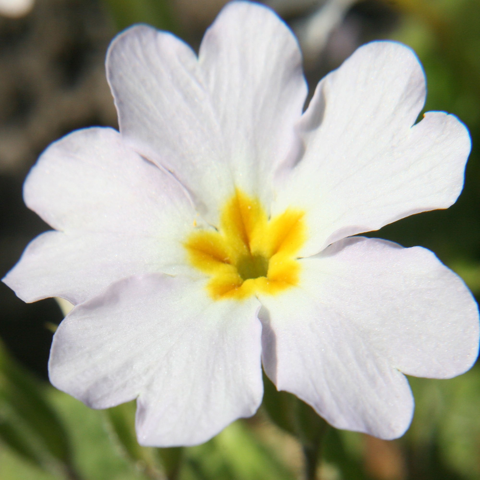 Outsidepride Common Primrose White - 200 Seeds - Walmart.com