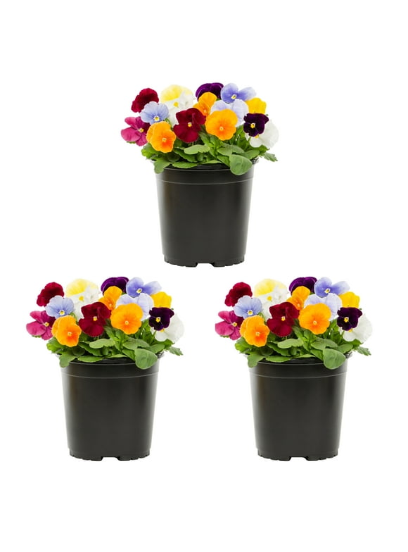 Pansies in Annuals - Walmart.com