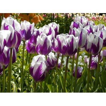 Van Zyverden Tulip Queen Of Night Set of 12 Bulbs Black Part Sun ...