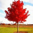 80 Red Maple Tree Seeds ,Rubrum Plant Seeds, Fresh 2025 - Walmart.com