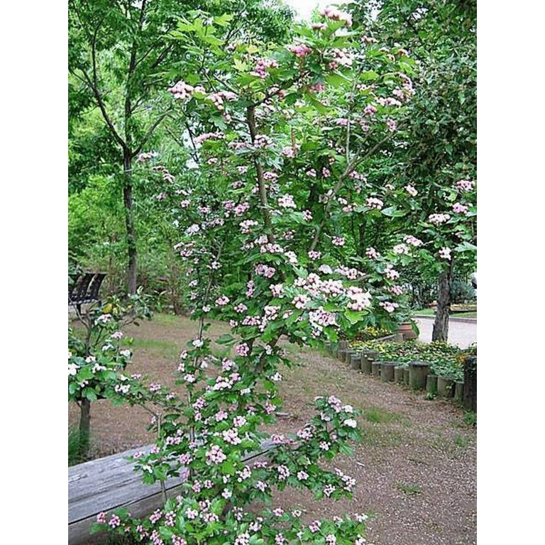 Mayflower Plant Seeds