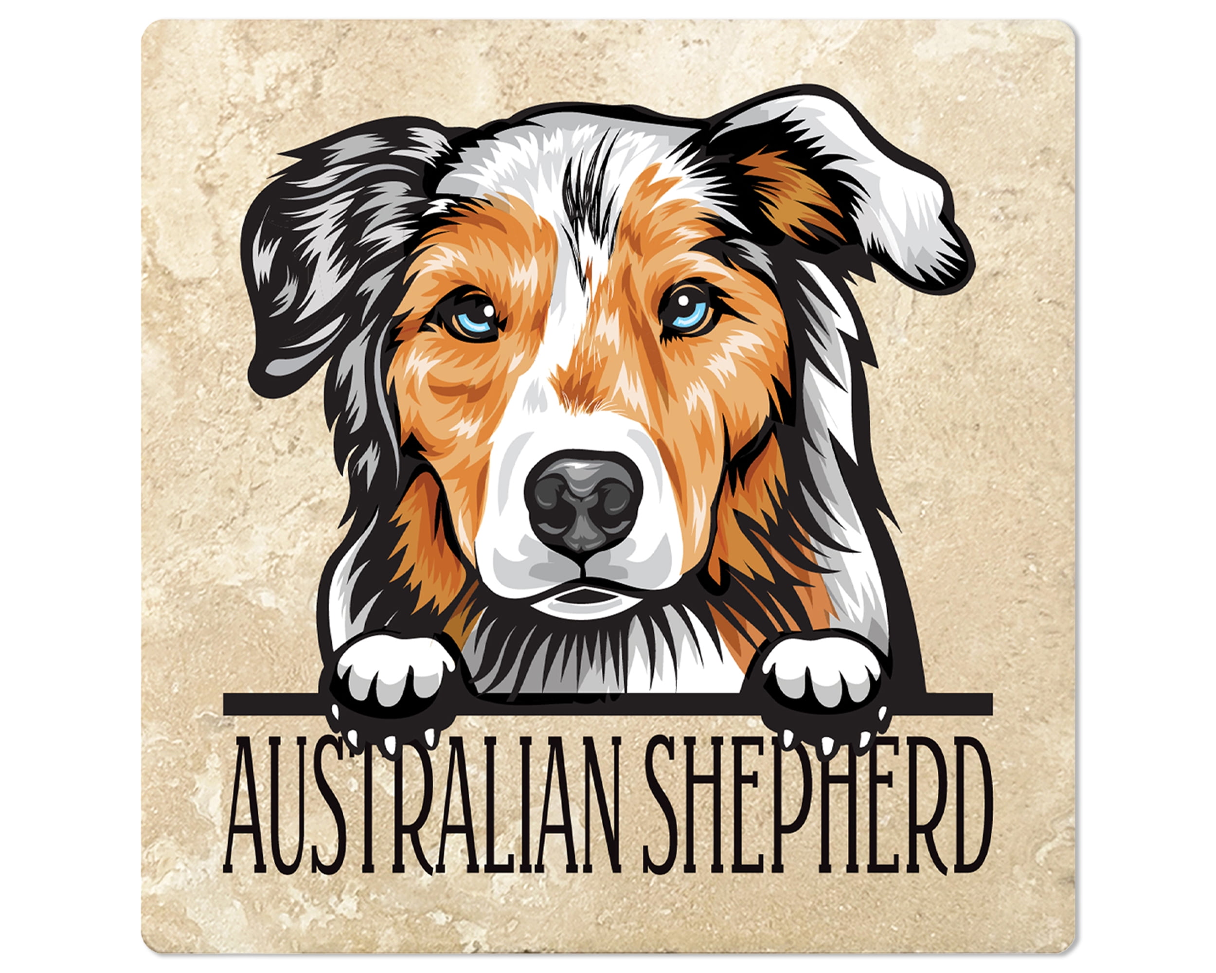 Are Springer Spaniels Good For Australian Shepherds