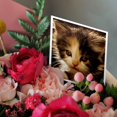 3drose, Brown and White Kitten Face, 12 Greeting Cards with Envelopes ...