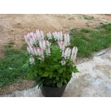 20 SUGAR SCOOP FOAMFLOWER White Tiarella Trifoliata Laceflower Flower ...