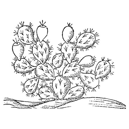 Cactus, 1547. /Nan Opuntia Of The West Indies. Woodcut From 'Cronica De ...