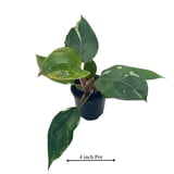 Philo White Knight, 4 inch, Rare Variegated Philodendron erubescens ...