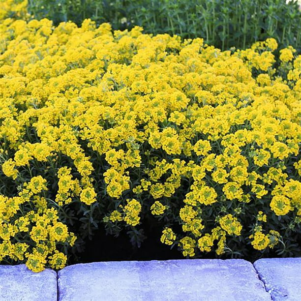 Golden Springs Alyssum wulfenianum - Hardy Perennial - Quart Pot ...