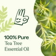 Plant Therapy Tea Tree Essential Oil 100% Pure, Undiluted, Natural ...