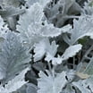 Silverdust Dusty Miller House Plant Seeds (Pelleted) - 1000 Seeds ...