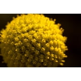 Plant Good Seed Craspedia Flower Seed Yellow Perennial Drumstick Flower ...