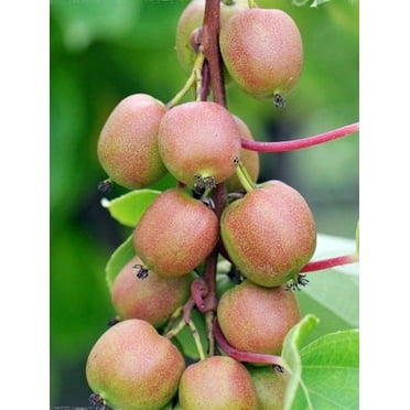 Fairchild Hardy Male Kiwi Plant - Actinidia arguta - 2.5" Pot - Walmart.com