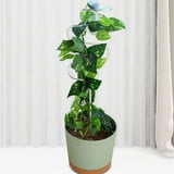 HCTSHG Sturdy Steel Vine Plant Support Stakes - Adjustable Indoor ...