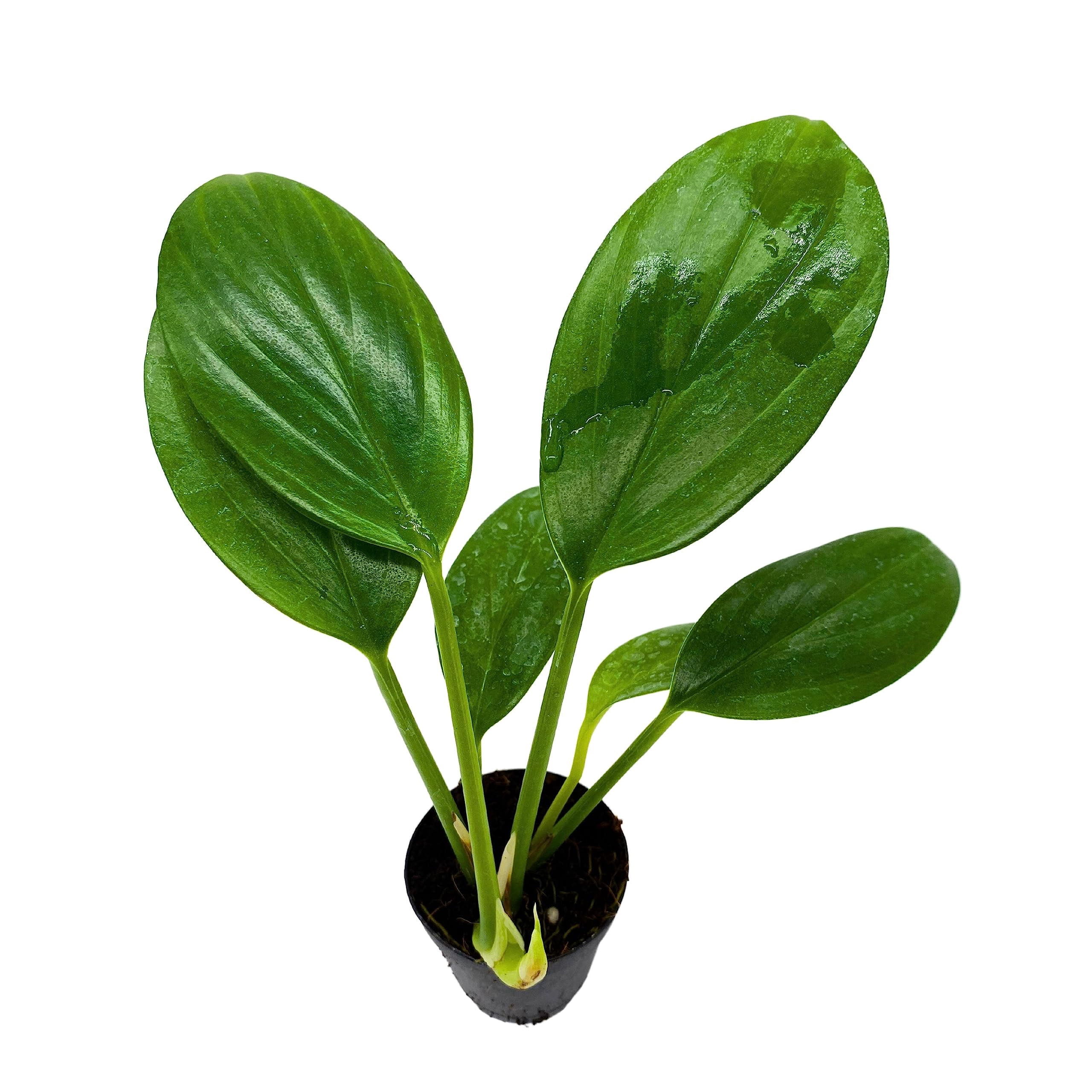 Philodendron Dragon Tail, Rhaphidophora Decursiva in 2 inch Pot ...