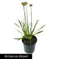 1 Gal. Pot, Millenium Allium Potted Flowering Perennial Plant, One ...