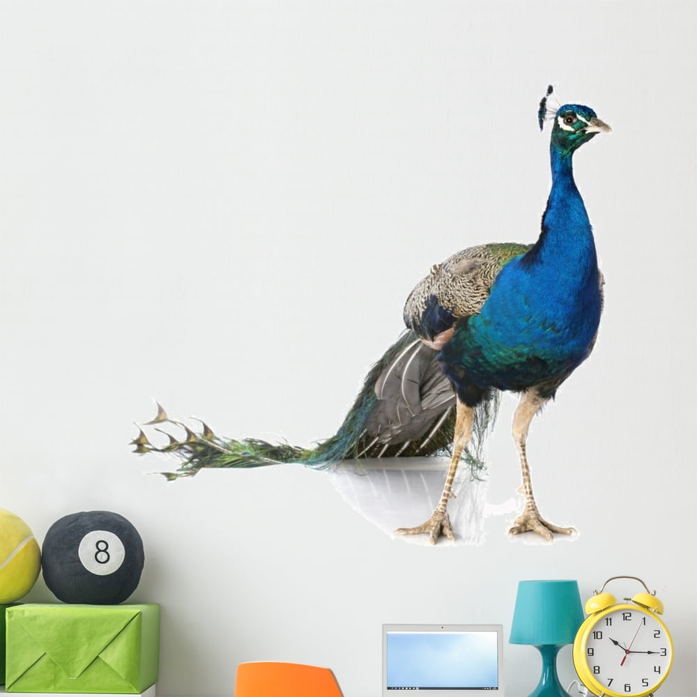 Peacock Wall Decal by Wallmonkeys Peel and Stick Graphic (48 in W x 46 ...