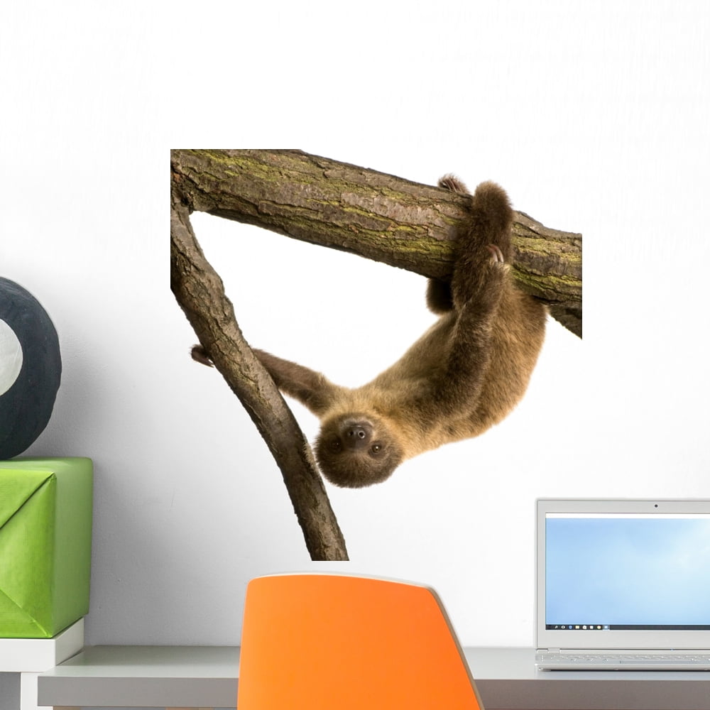 Baby Two-toed Sloth Wall Mural by Wallmonkeys Peel and Stick Graphic ...