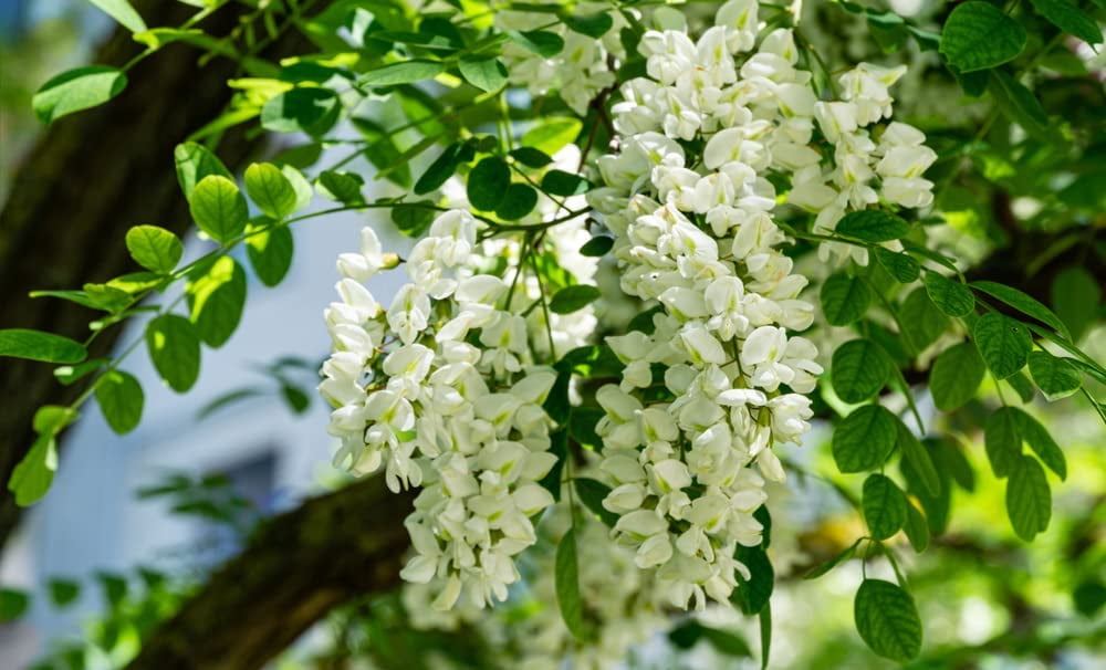 30 Black Locust Tree Seeds for Planting - Robinia pseudoacacia ...