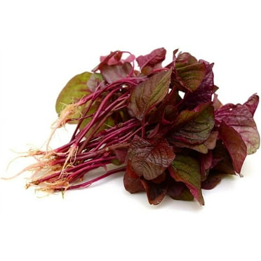 Dubius Dodo Amaranthus Amaranth Dubious Dubios Chinese Red Spinach ...