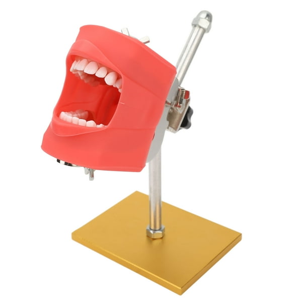 Demonstration Tooth Model Bracket,Dental Teaching Teeth Model Teeth ...