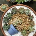 Vermiculite - Small Granules - Excellent Soil Amendment for Plants and ...
