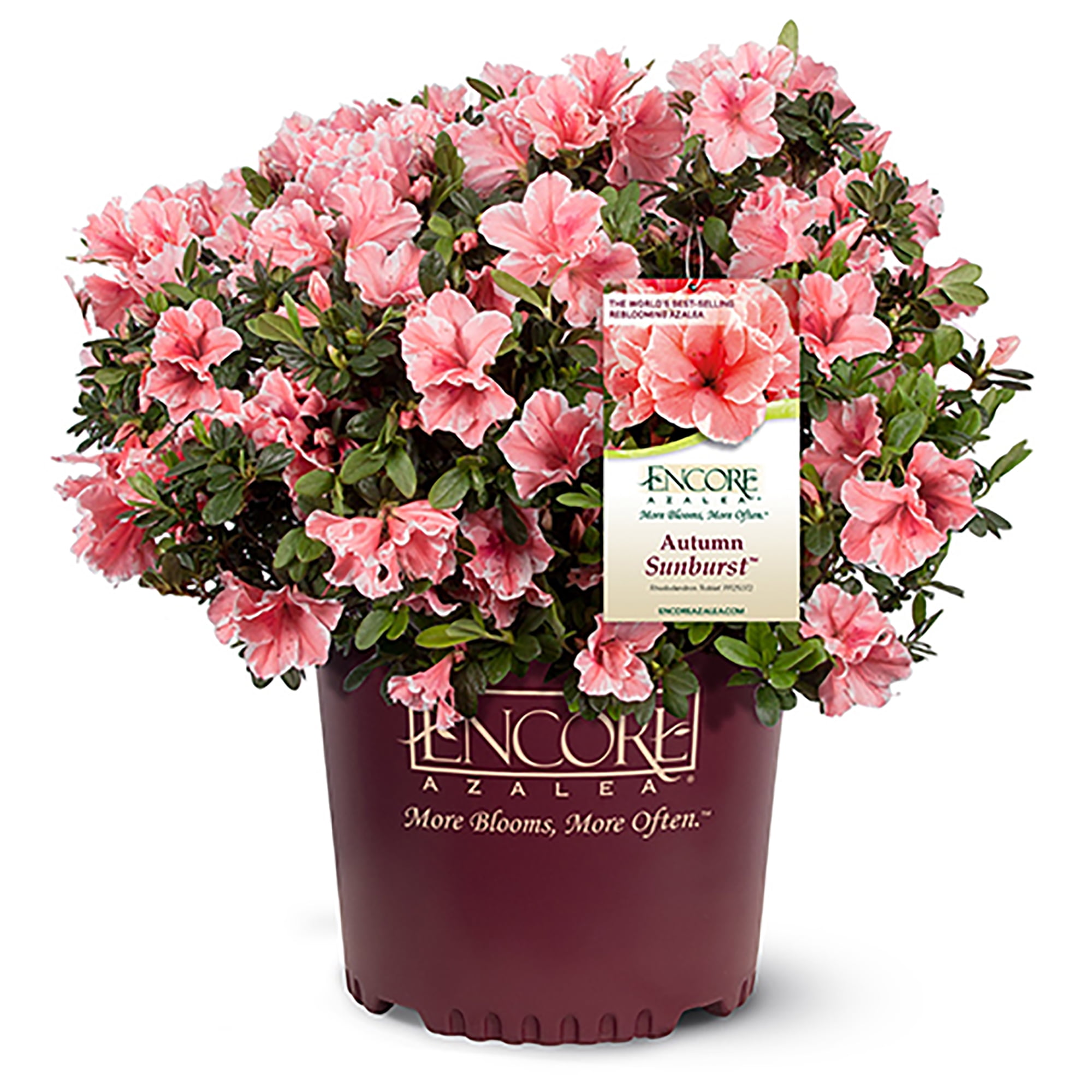 Encore Azalea Autumn Sunburst Shrub 1 Gallon - Walmart.com