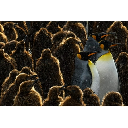 South Georgia Island, Gold Harbour King penguin colony Poster Print by ...