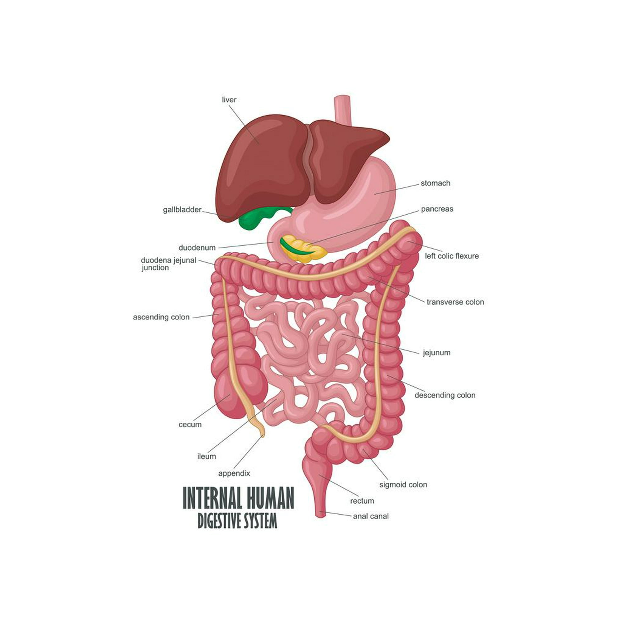 Appendix Diagram Of Human Body